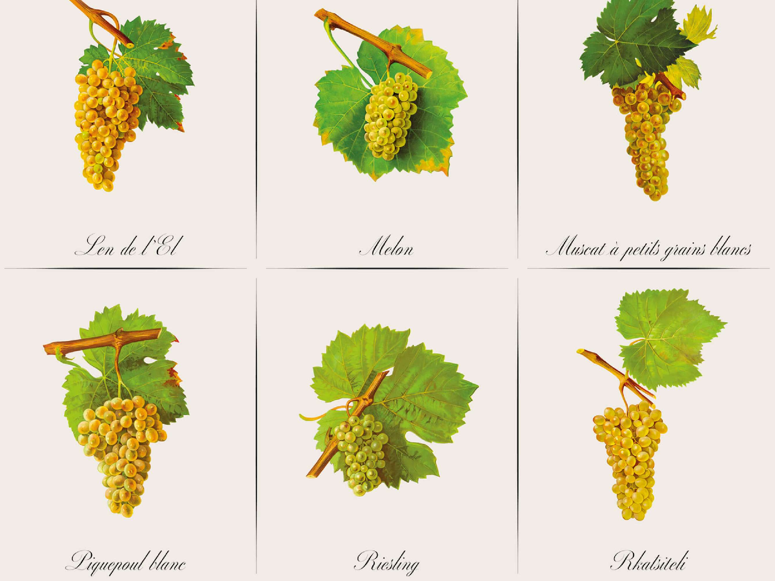 Papier peint éducatif - les principaux cépages blancs - Ich&Kar