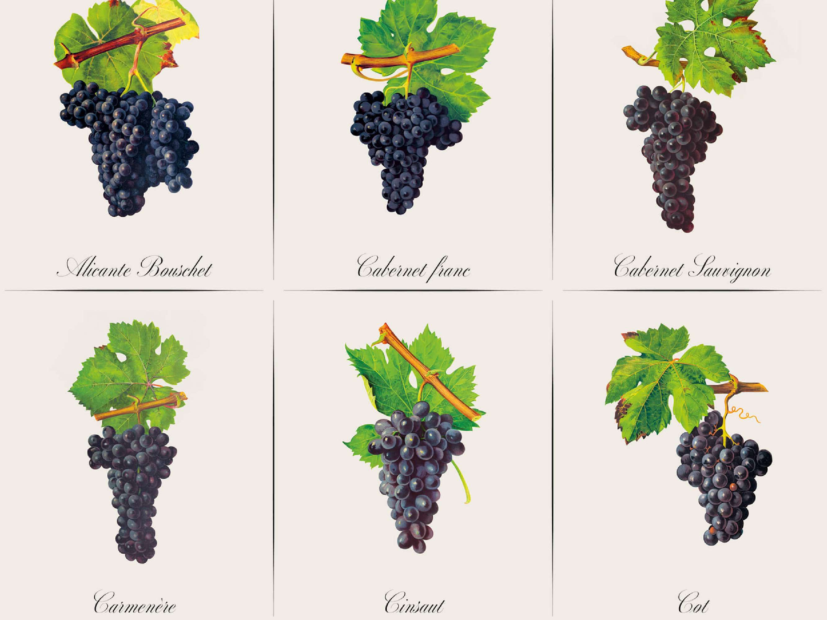 Papier peint éducatif - les principaux cépages rouges - Ich&Kar