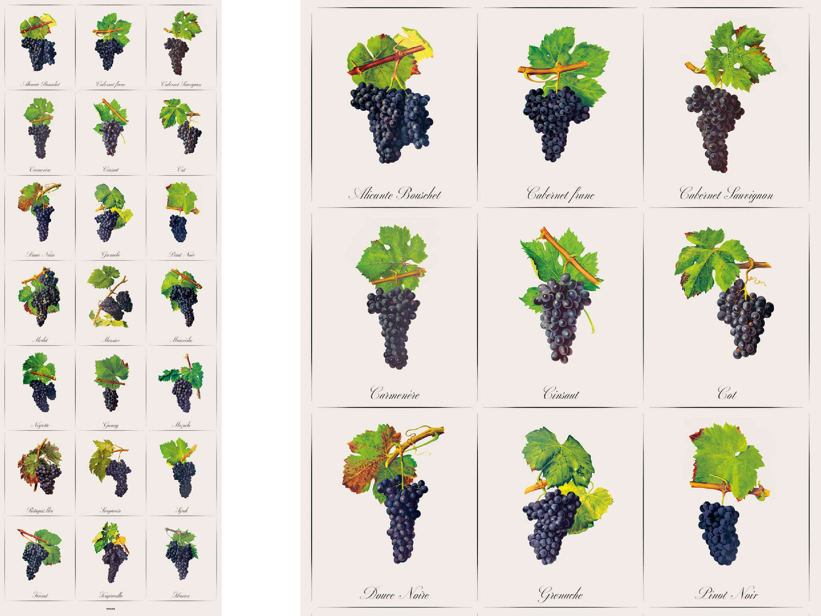 Papier peint éducatif - les principaux cépages rouges - Ich&Kar
