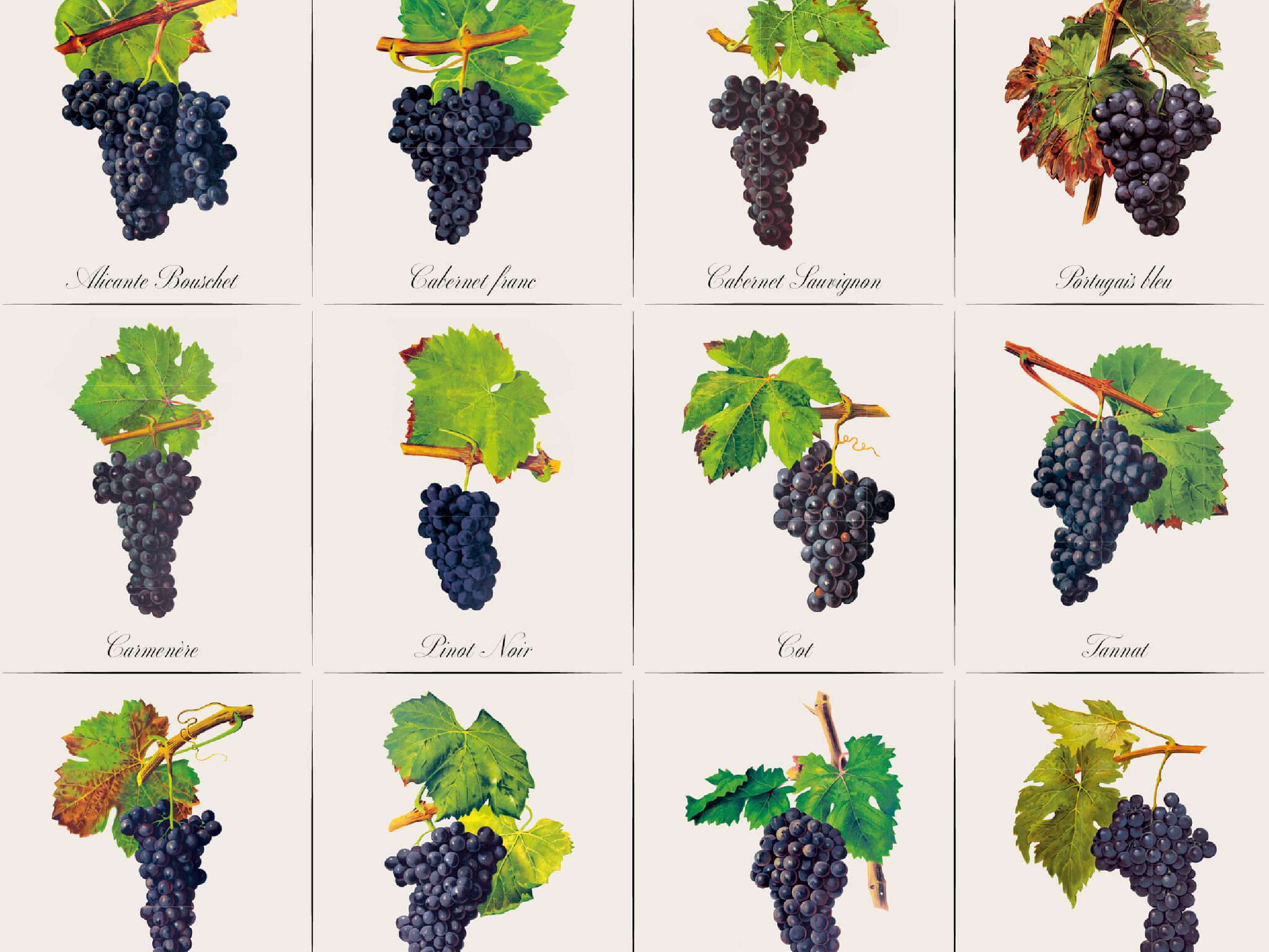 affiche cépages rouges